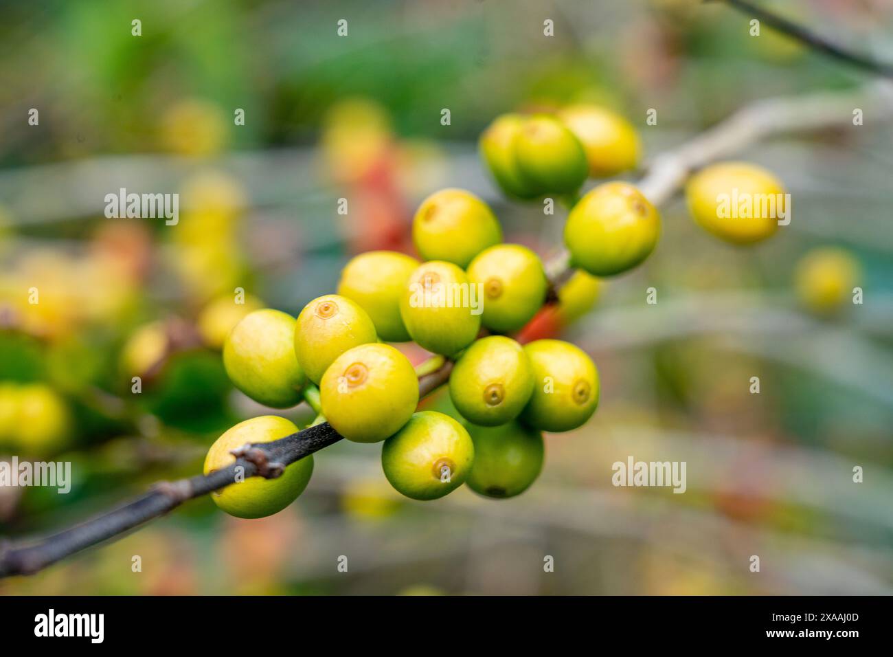 coffee production area and detail of the green and ripe fruit in Fajã ...