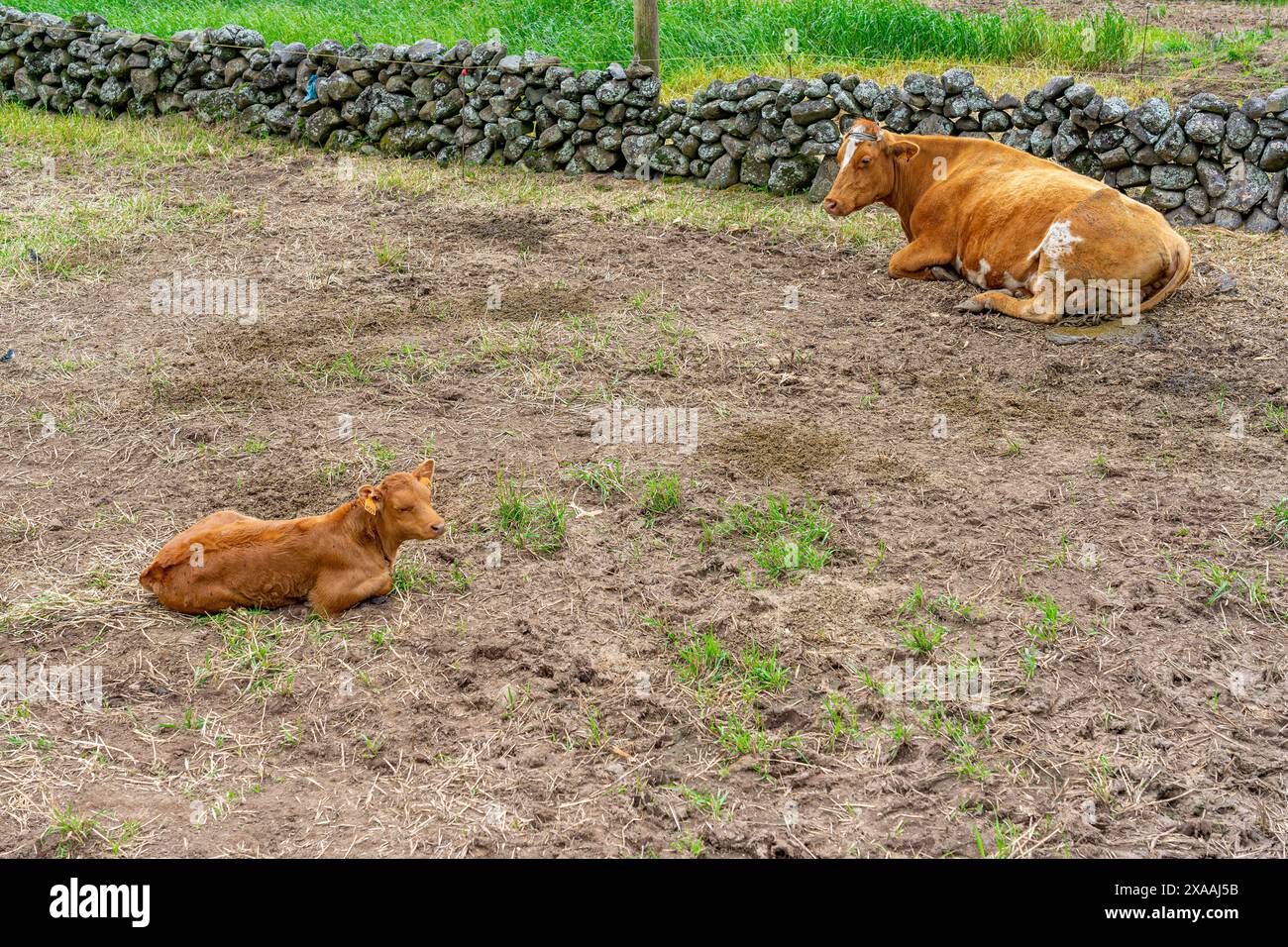 Happy cows and calves grazing in the Azores archipelago. São Jorge ...