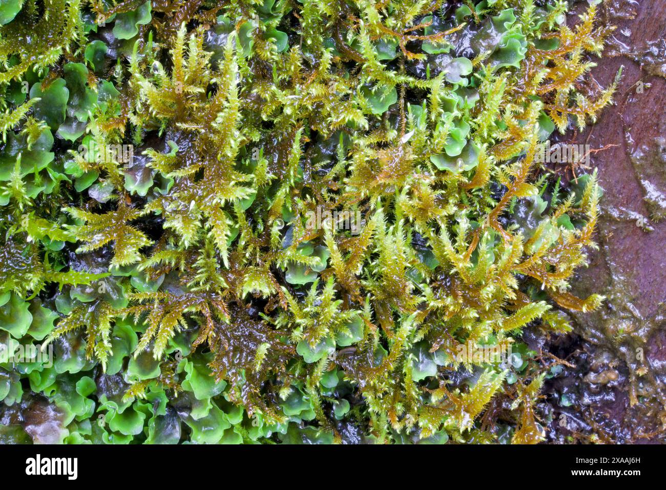 Moss with global distribution hi-res stock photography and images - Alamy