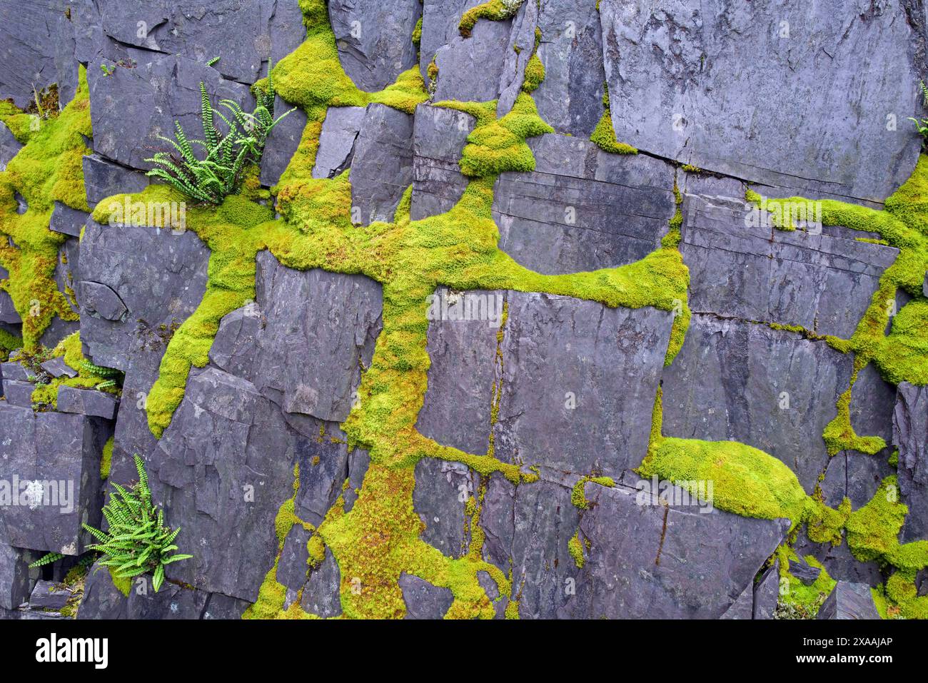 Tortella tortuosa (Frizzled Crisp-moss) grows on base-rich stone and ...