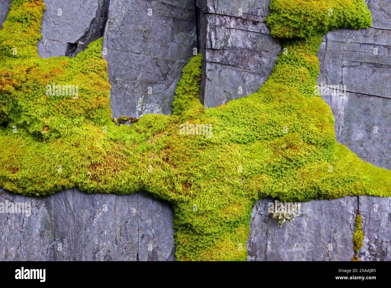 Tortella tortuosa (Frizzled Crisp-moss) grows on base-rich stone and ...