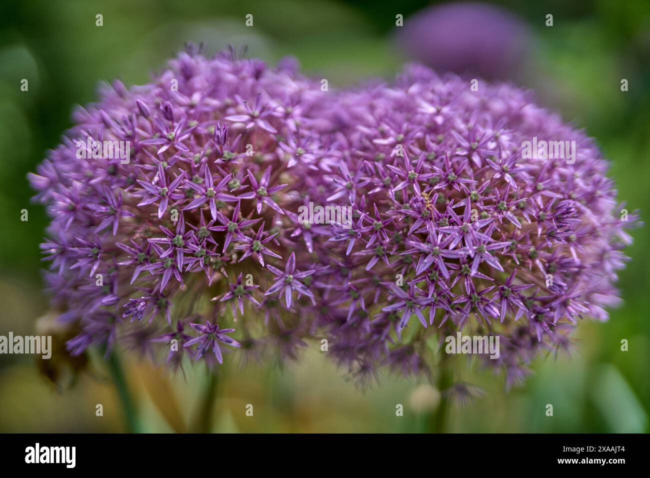 Giant garlic in full bloom Allium giganteum Stock Photo - Alamy