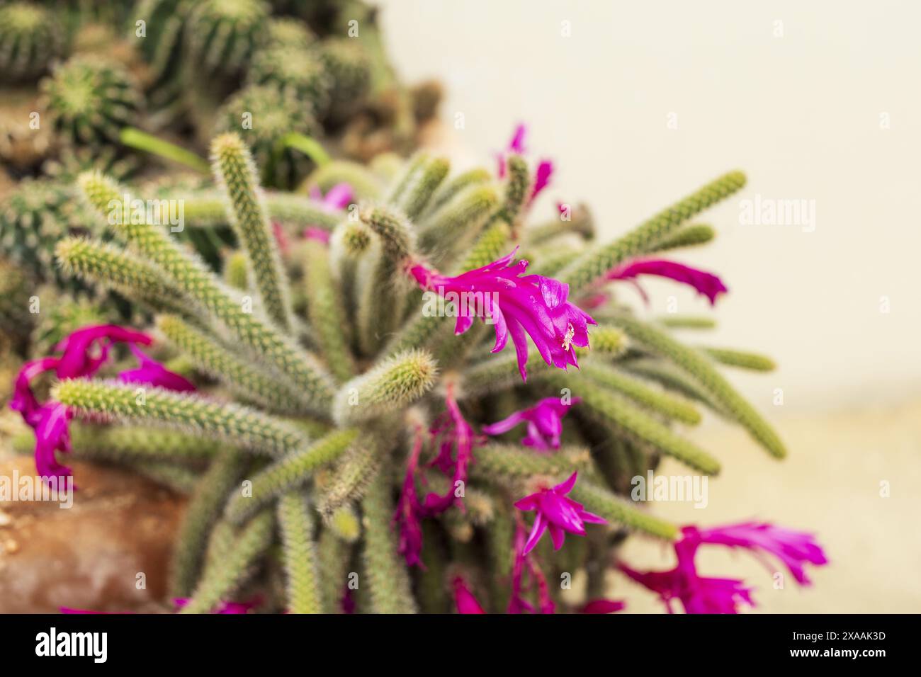 close-up photography of a flowering rattail cactus plant with purple ...