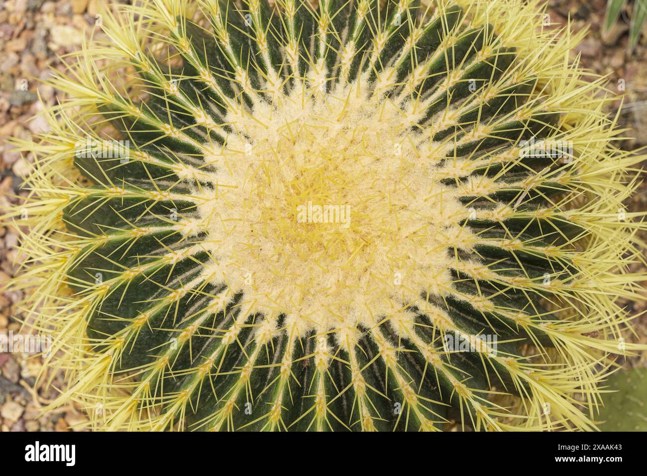 close-up flat photography of a large round green cactus Stock Photo - Alamy