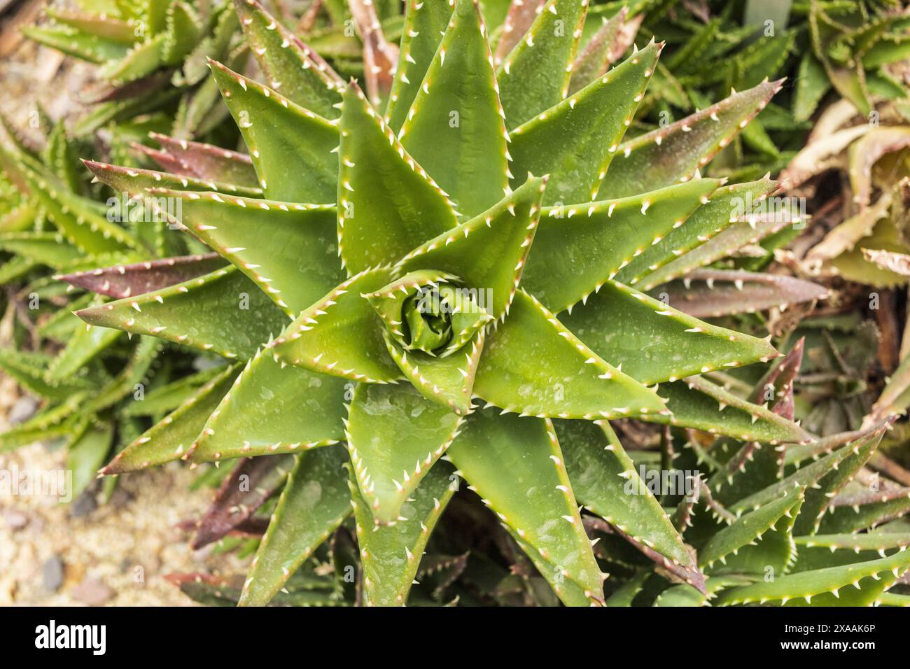 close-up flat photography of a large green aloe succulent Stock Photo ...