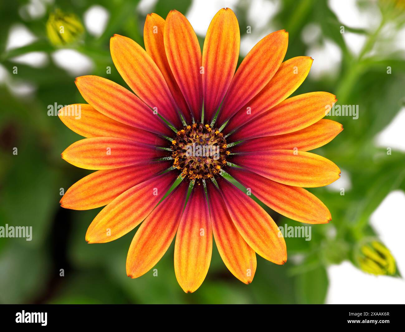 Osteospermum red hi-res stock photography and images - Alamy