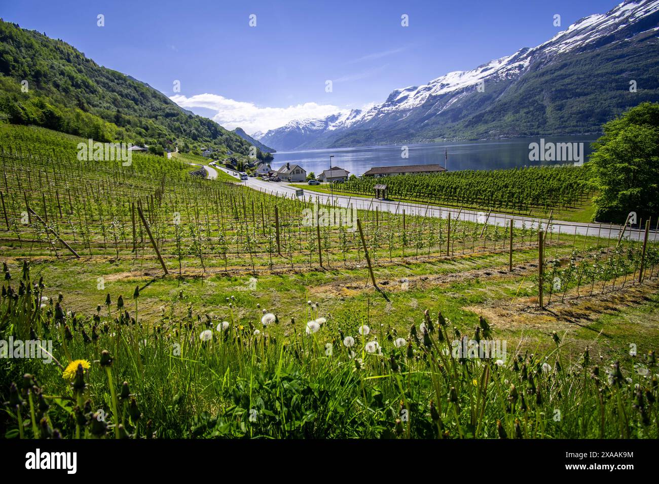 When spring comes to Hardangerfjord Stock Photo - Alamy