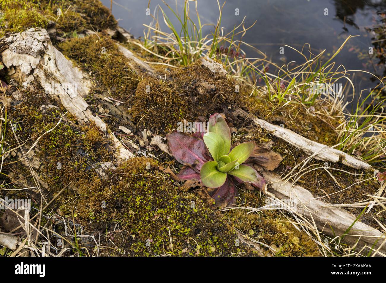 close-up photography of a bog piece with moss, water, old wood roots ...