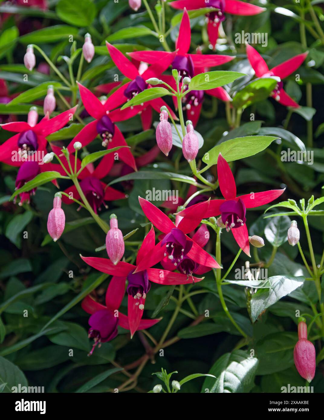 Perennial above 40 degrees hi-res stock photography and images - Alamy