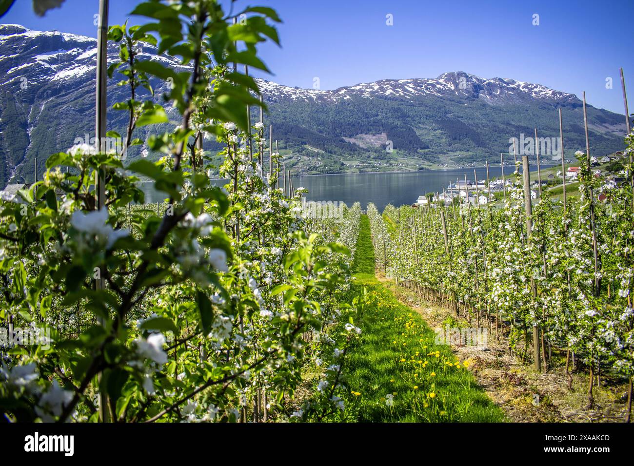Fjord and apple trees in bloom hi-res stock photography and images - Alamy