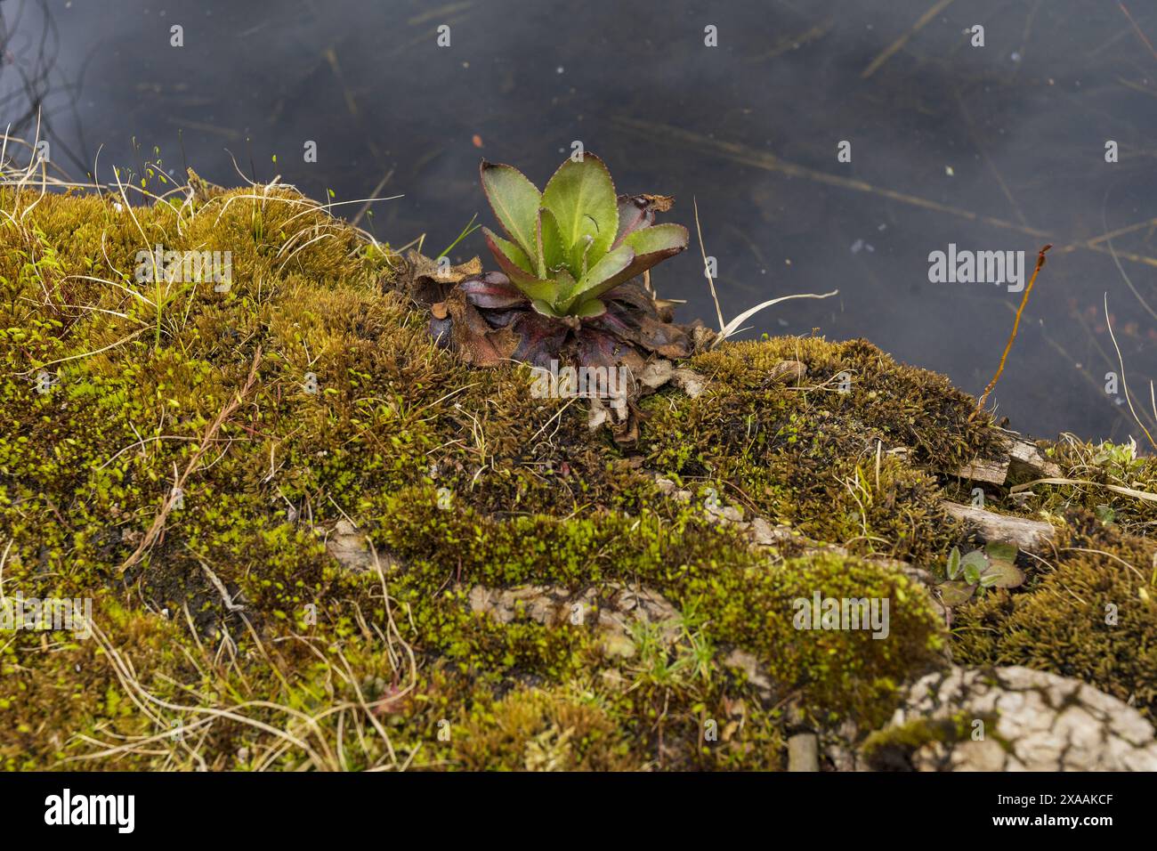 close-up photography of a bog piece with moss, water, old wood roots ...