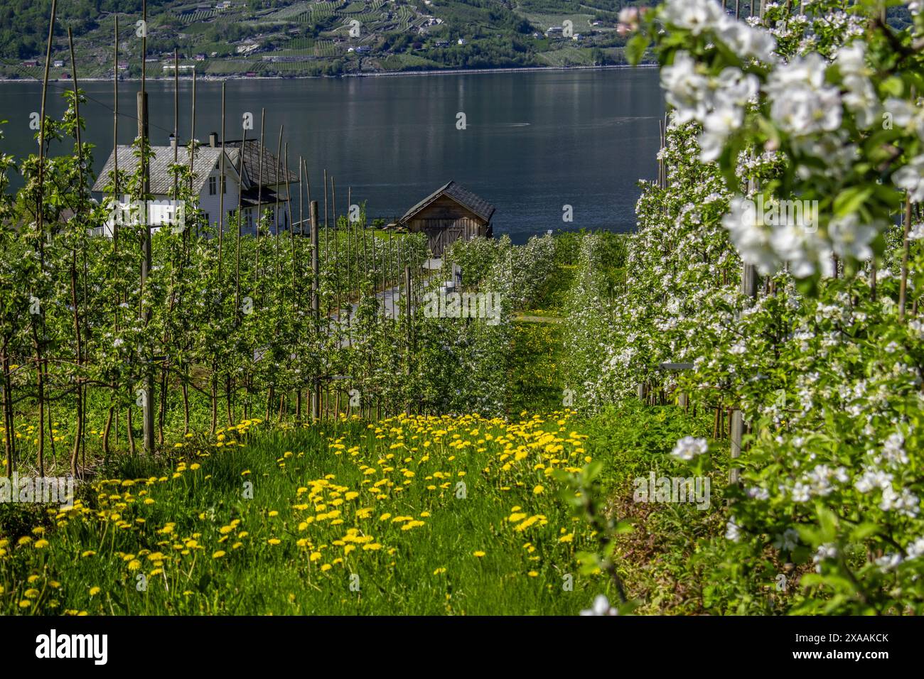 Apple farm in Hardanger, Norway Stock Photo - Alamy