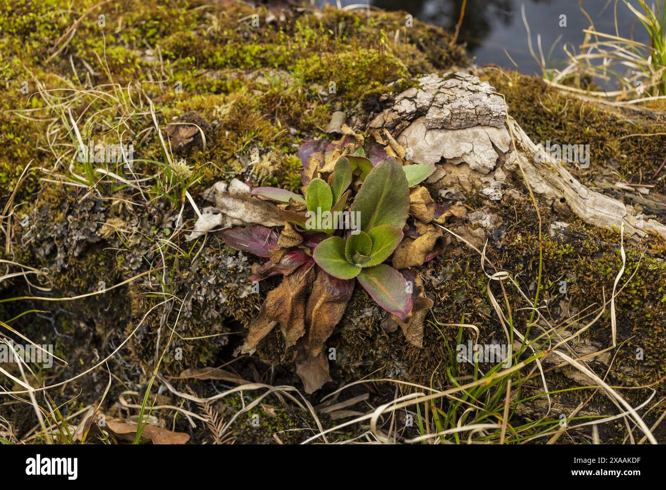 close-up photography of a bog piece with moss, old wood roots and tiny ...