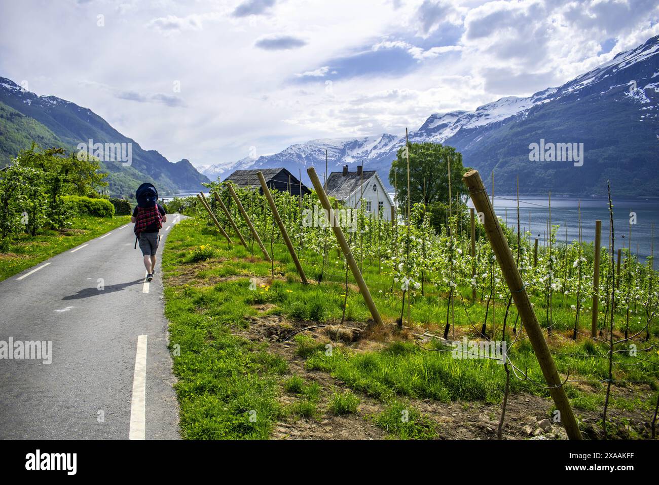 Hiking the fruit trail in Hardangerfjord Stock Photo - Alamy