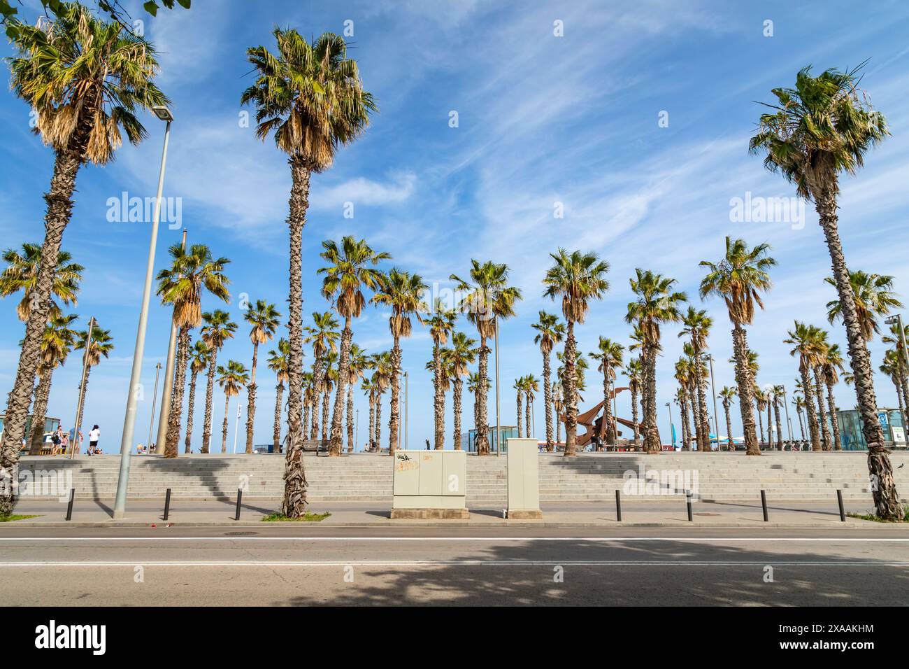 Spain barcelona palm tree hi-res stock photography and images - Alamy