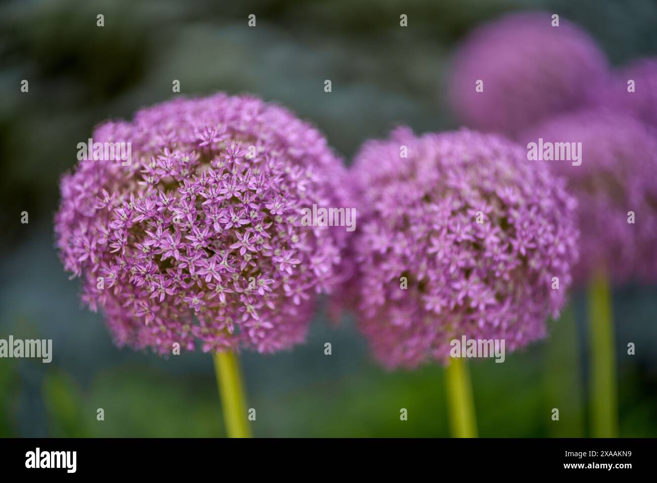 Giant garlic in full bloom Allium giganteum Stock Photo - Alamy