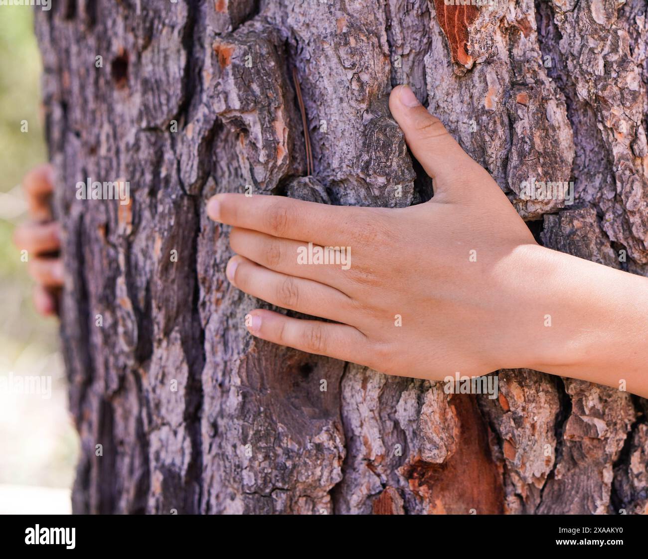 child's hands embracing the trunk of a big tree Stock Photo - Alamy