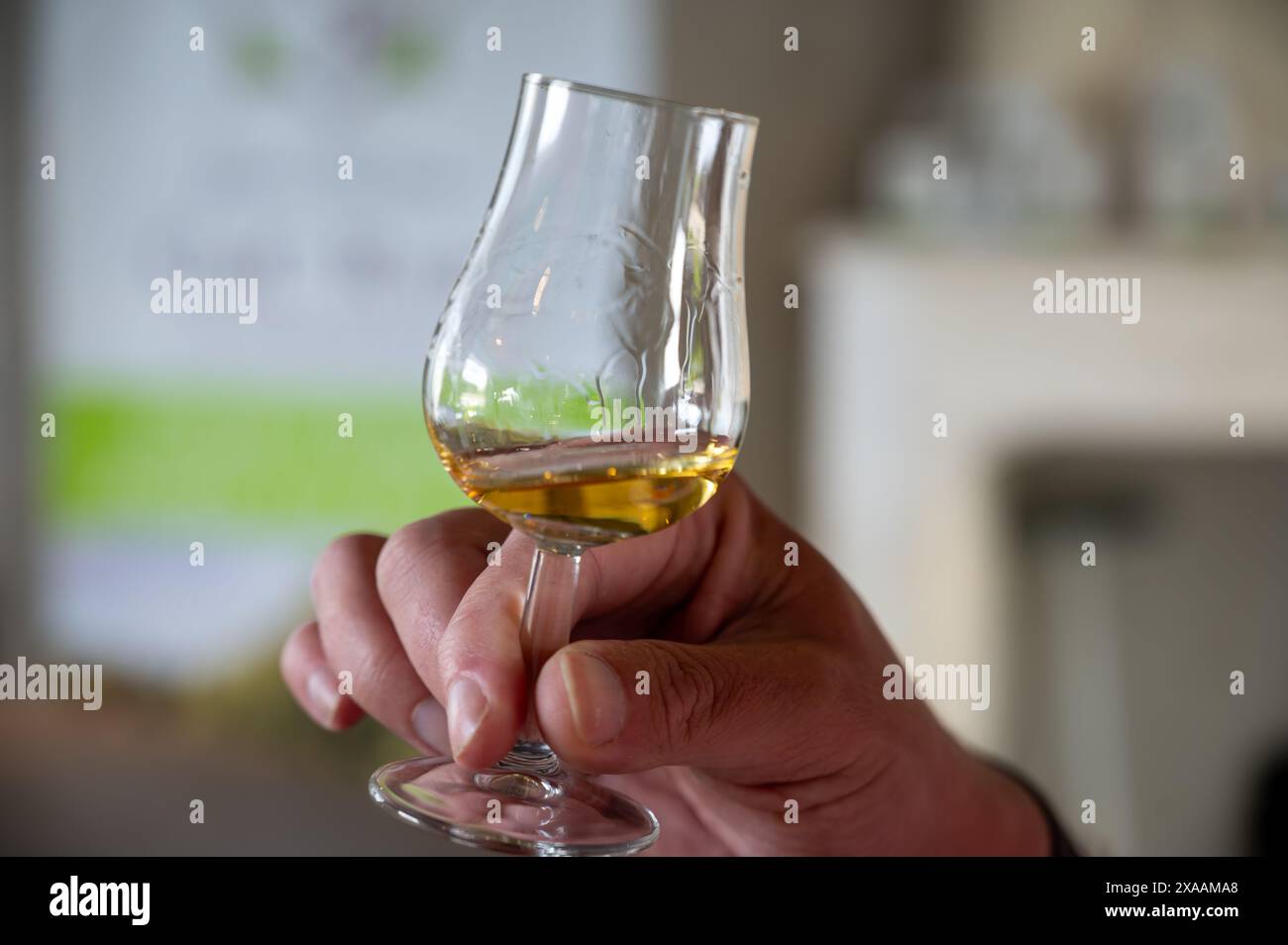 TEnologist tasts and sniffs cognac spirit aged in old dark French oak ...