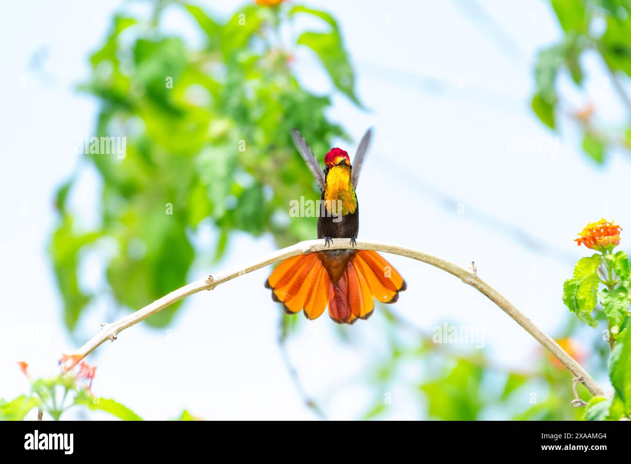 Beautiful Ruby Topaz hummingbird, Chrysolampis mosquitus, showing off brilliant gold feathers ...