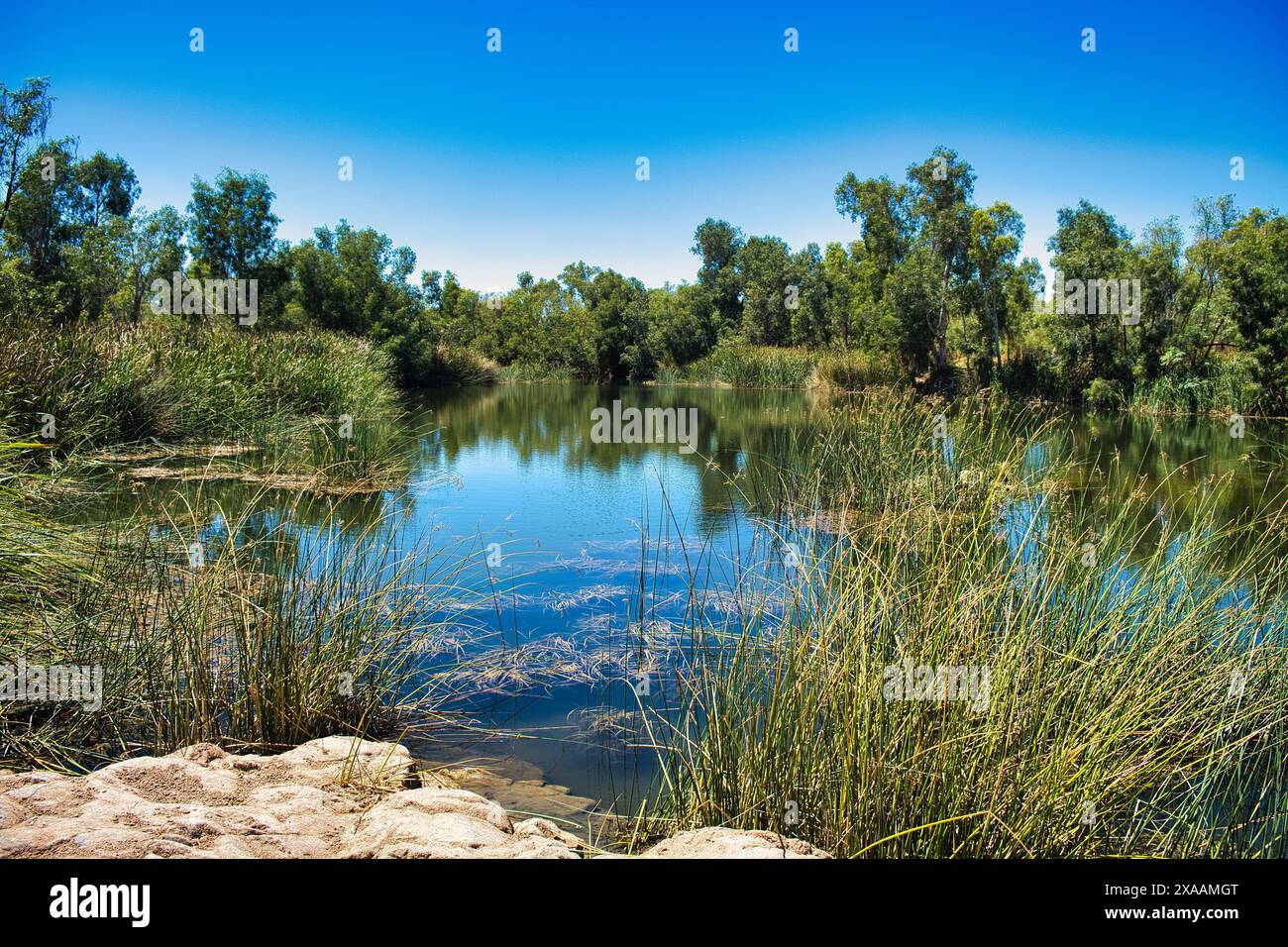 Freshwater river ecosystem hi-res stock photography and images - Alamy