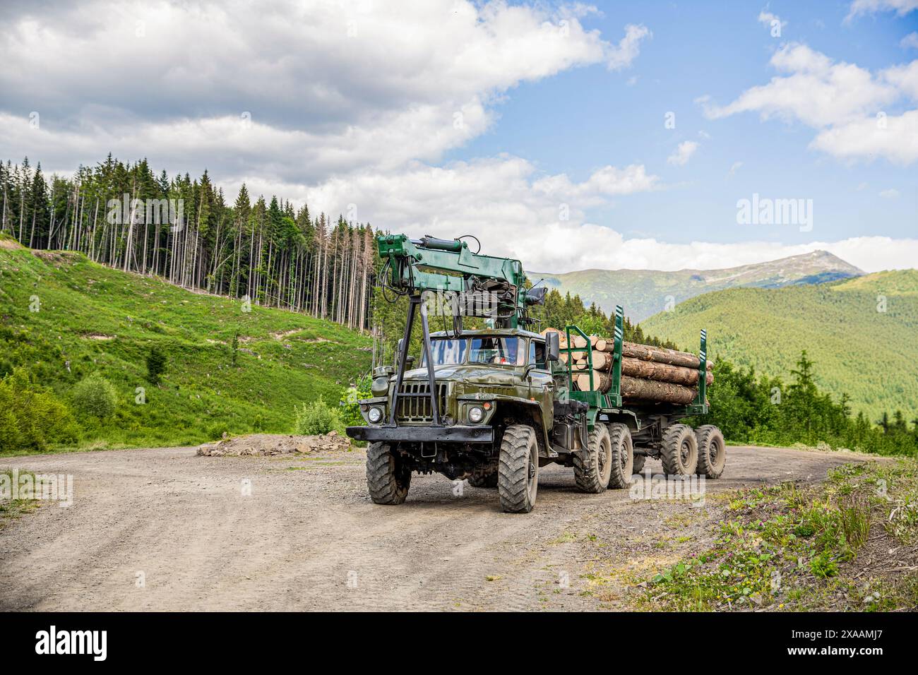 Forest industry. Wheel-mounted loader, timber grab. Felling of trees ...
