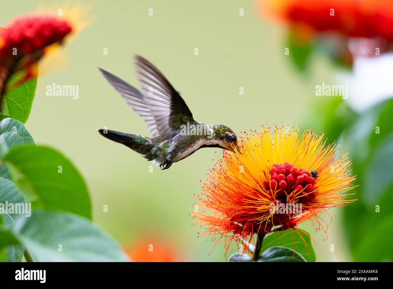 Black-throated Mango hummingbird, Anthracothorax nigricollis, drinking ...