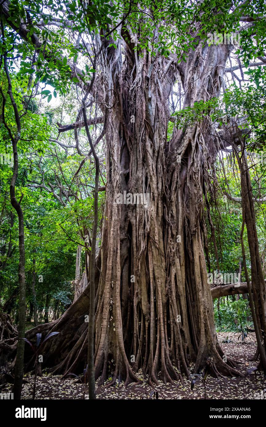 Central American banyan tree (Ficus pertusa), Casa Blanca archeological ...
