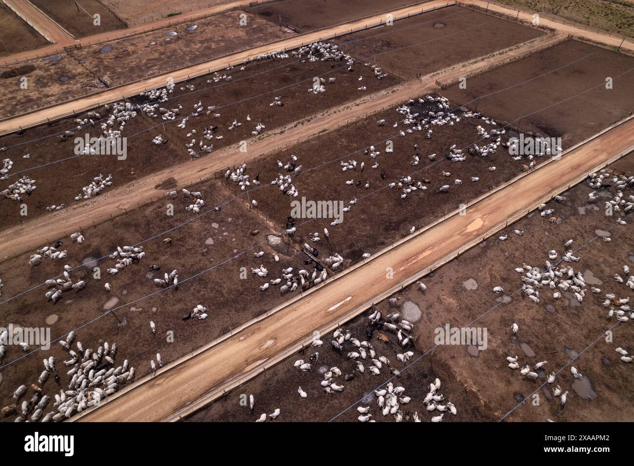 Aerial drone view of cattle grazing on giant feedlot livestock ...