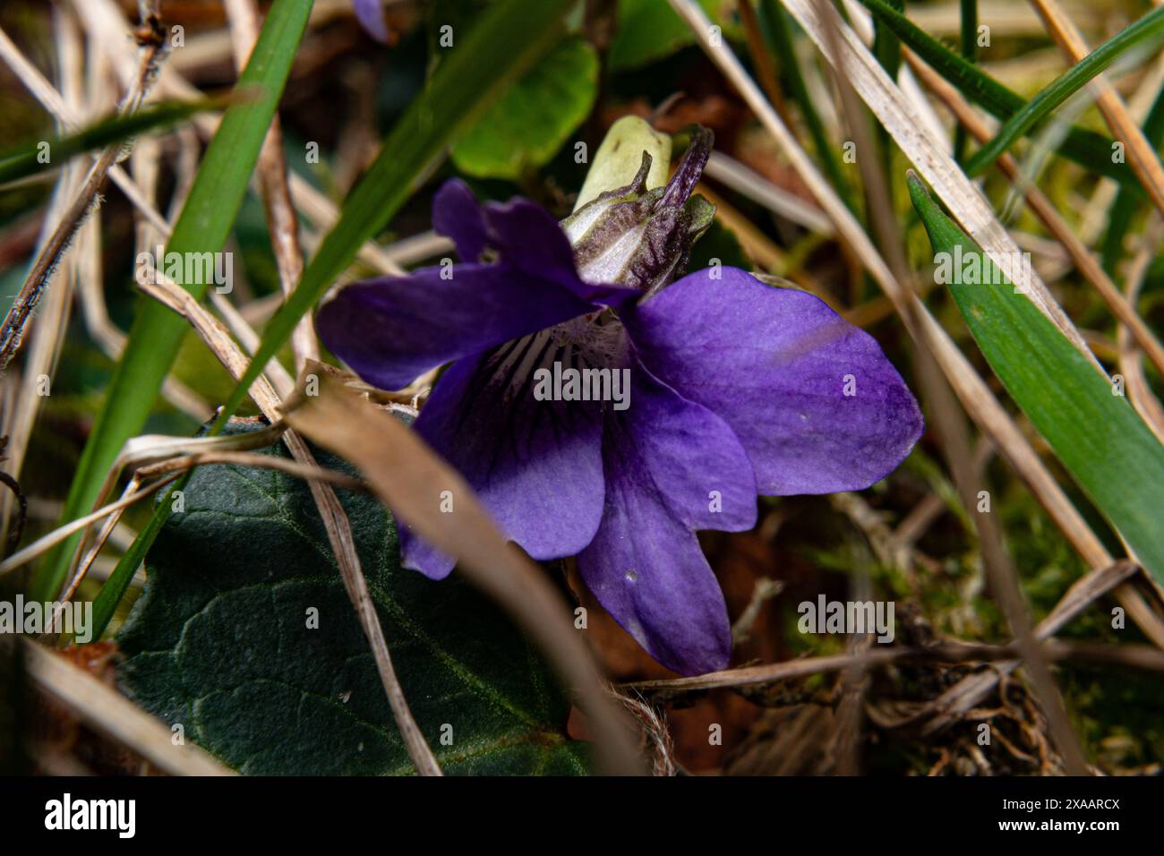 The shy one Stock Photo - Alamy
