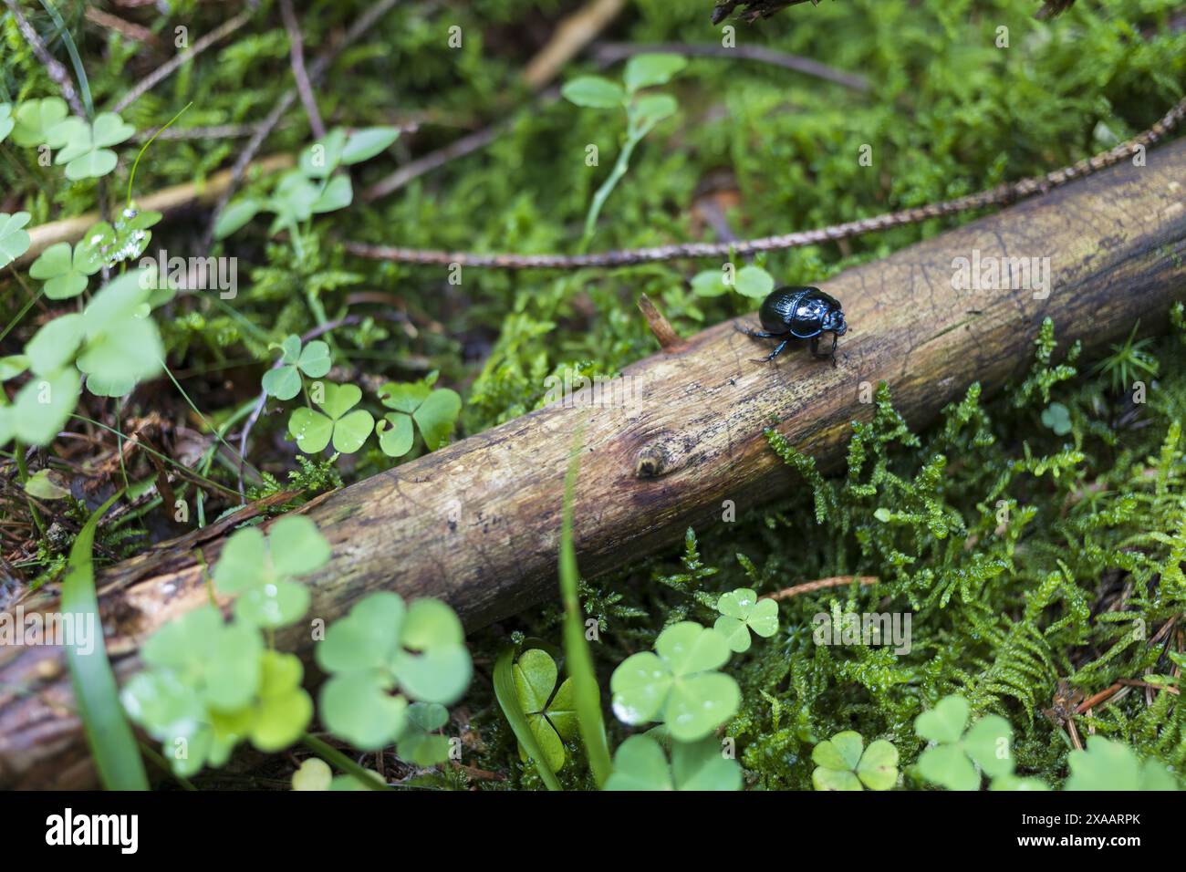 close-up photography of a bright black bug on old tree trunk in the ...