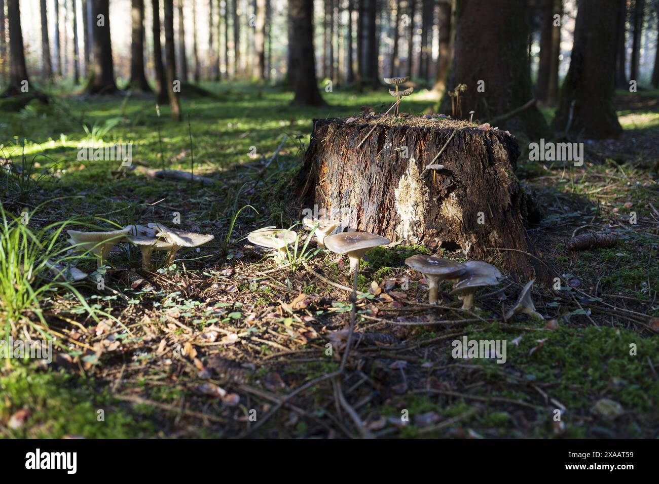 photography of an old mouldering stub with mushrooms in a sunny Alpine ...