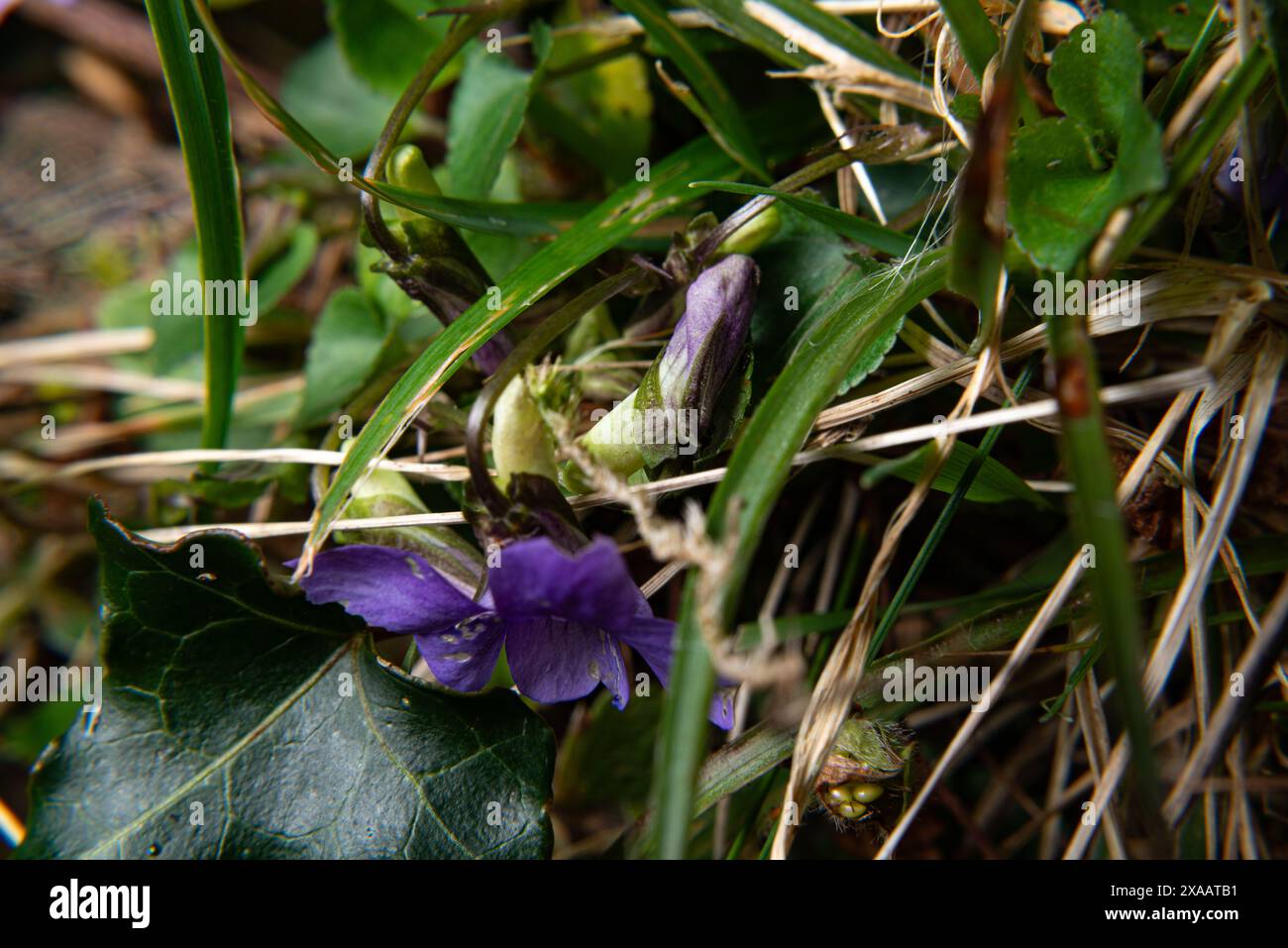 Marsh violets hi-res stock photography and images - Alamy