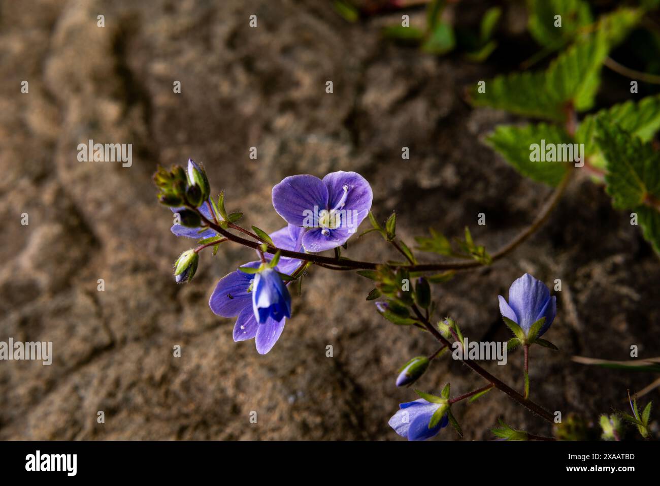 Brooklime hi-res stock photography and images - Alamy