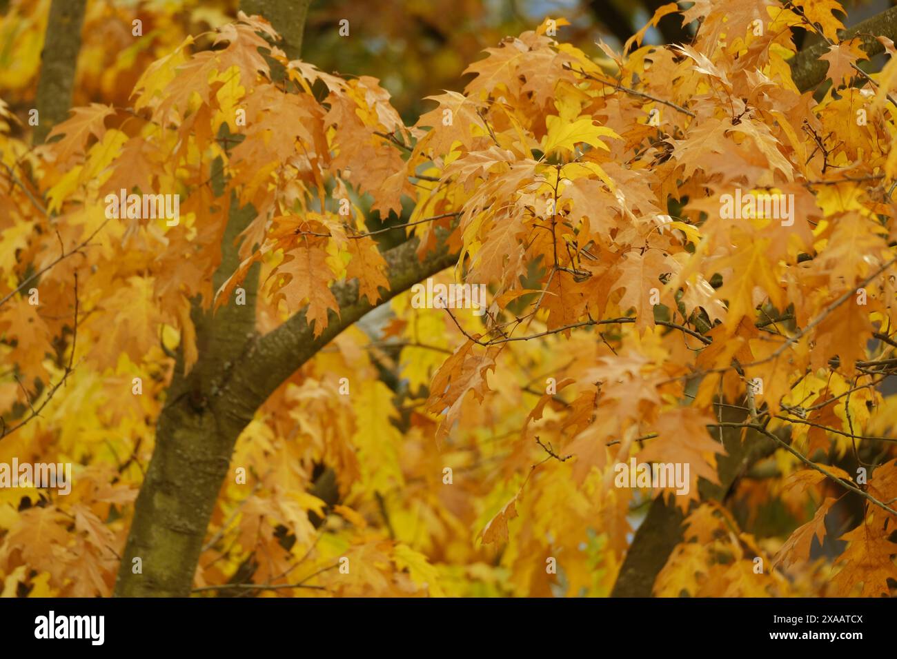 autumn landscape, yellow, orange leaves of the swamp oak, fall from ...