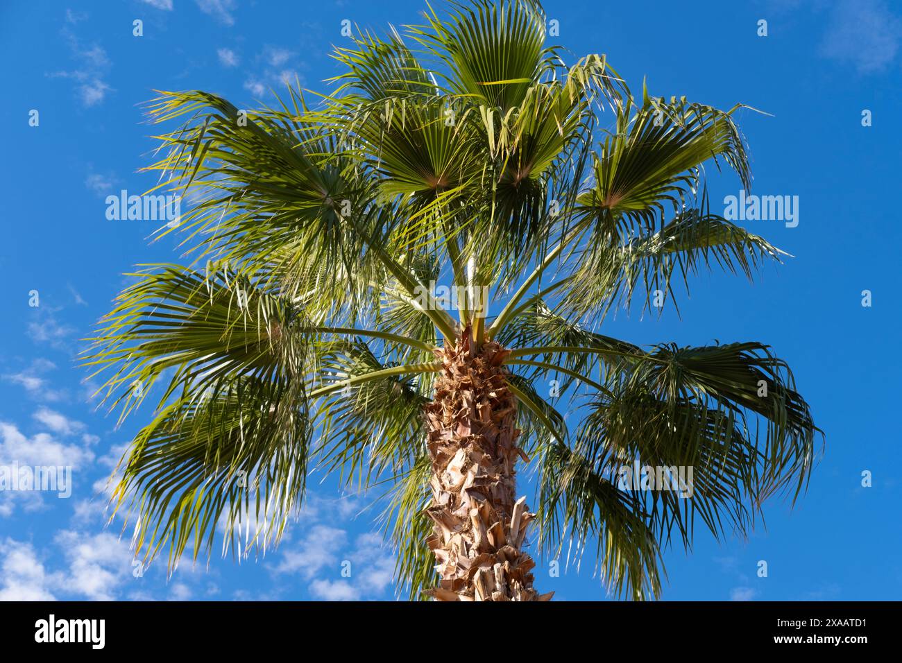 tropical African Sabal fan palm gracefully sways against blue sky ...