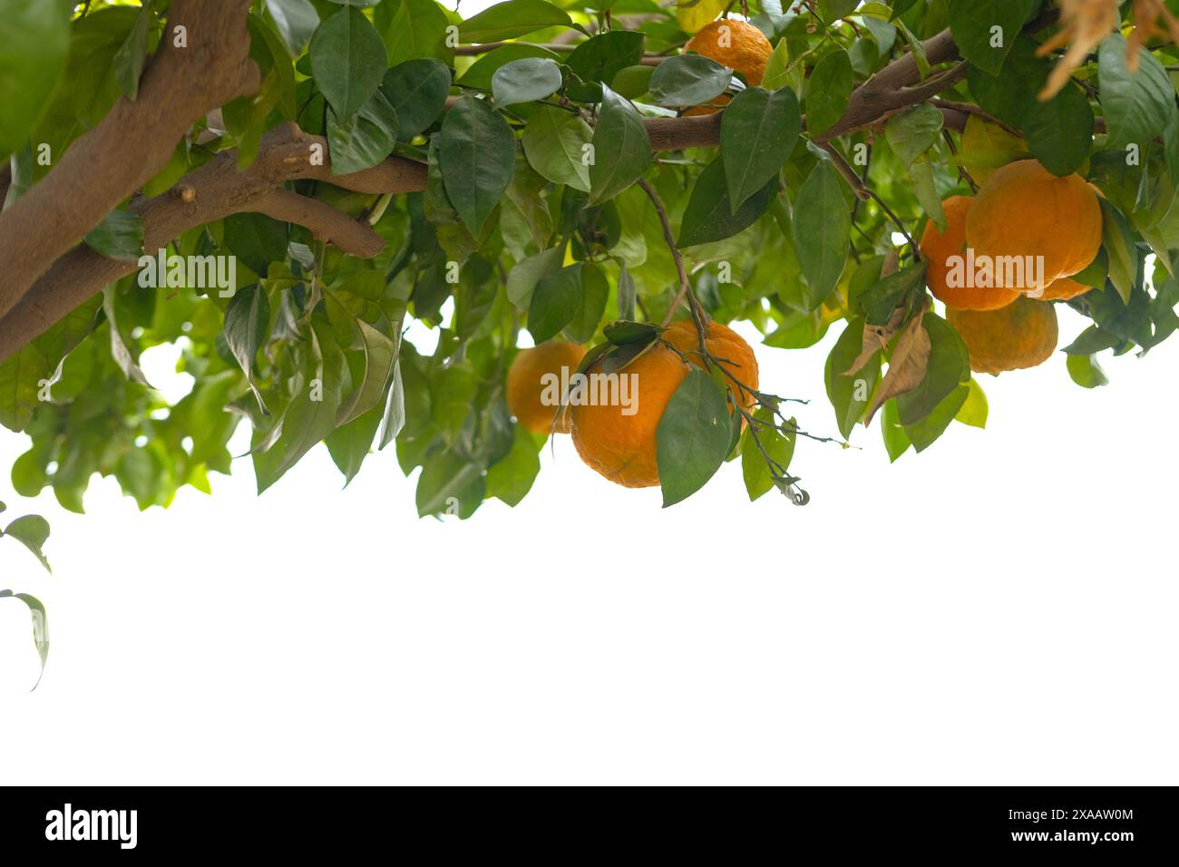 orange tree laden with ripe citrus fruits stands tall amidst lush ...