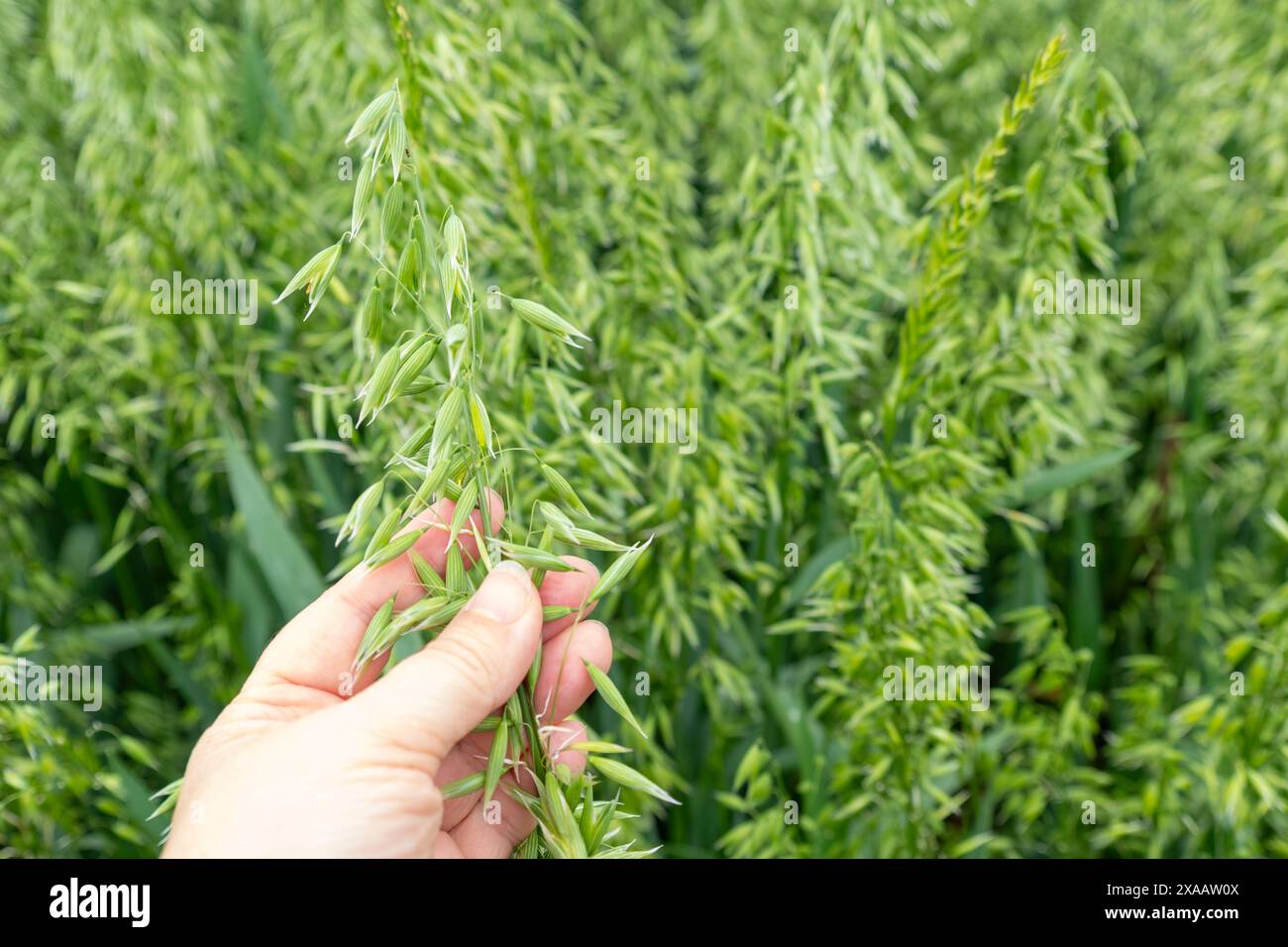 happy farmer checking quality grain harvest, green oat plants ...