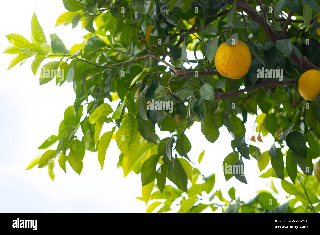 orange tree adorned with plump, Rutaceae family, sun-kissed vibrant ...
