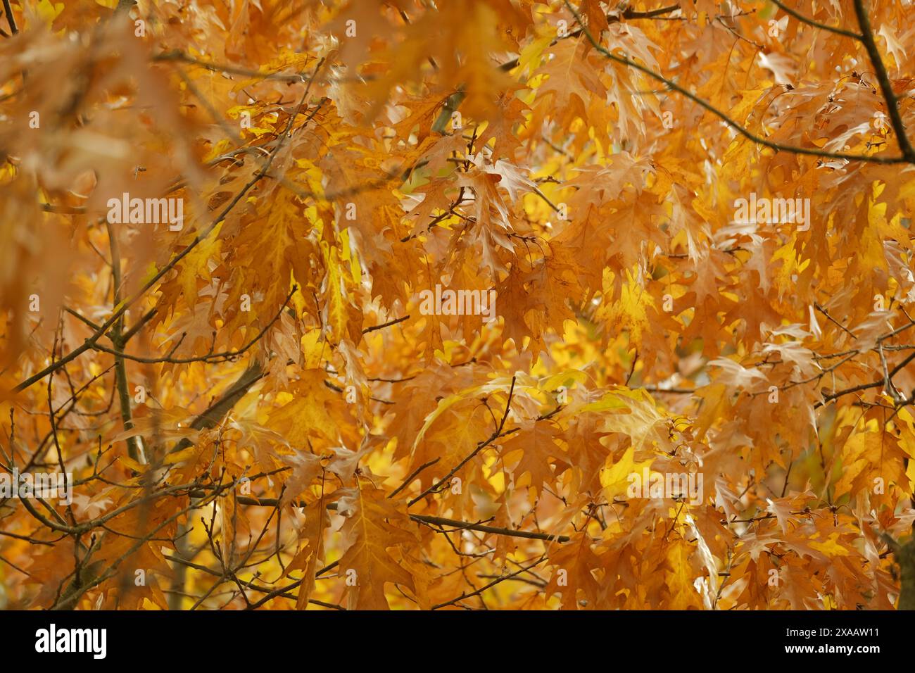 autumn landscape, yellow, orange leaves of swamp oak, nature preparing ...
