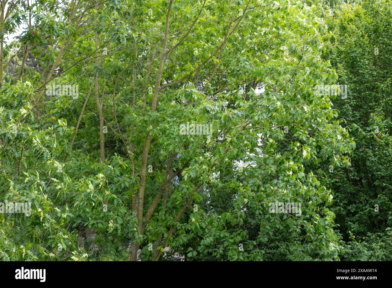 Branches young tree sway in hi-res stock photography and images - Alamy
