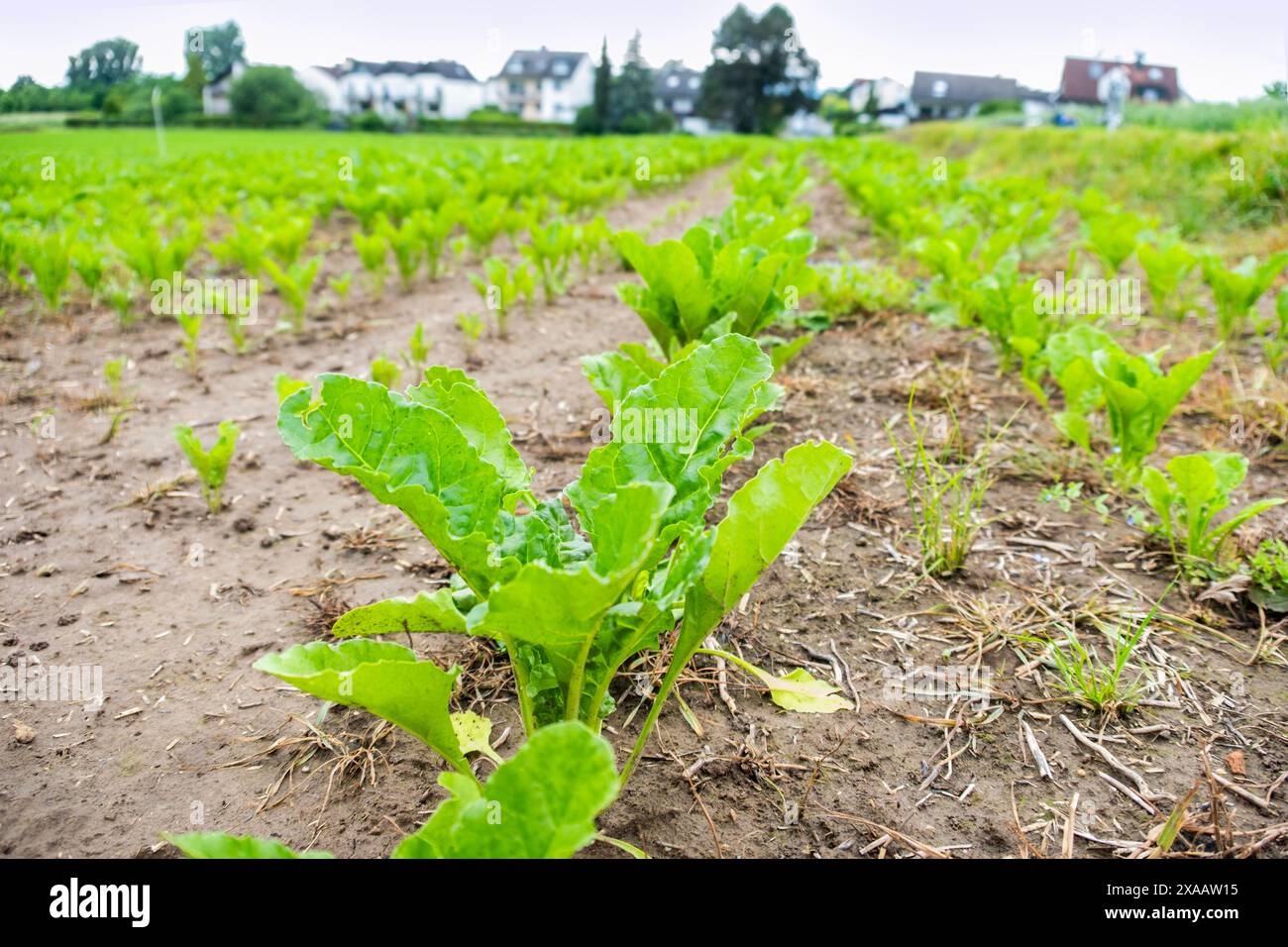 beet fields contribute effective livestock feed production, sugar beet ...