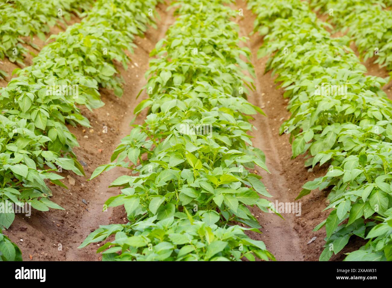 green potato tops, tuberous herbaceous plant, Solánum tuberósum ...