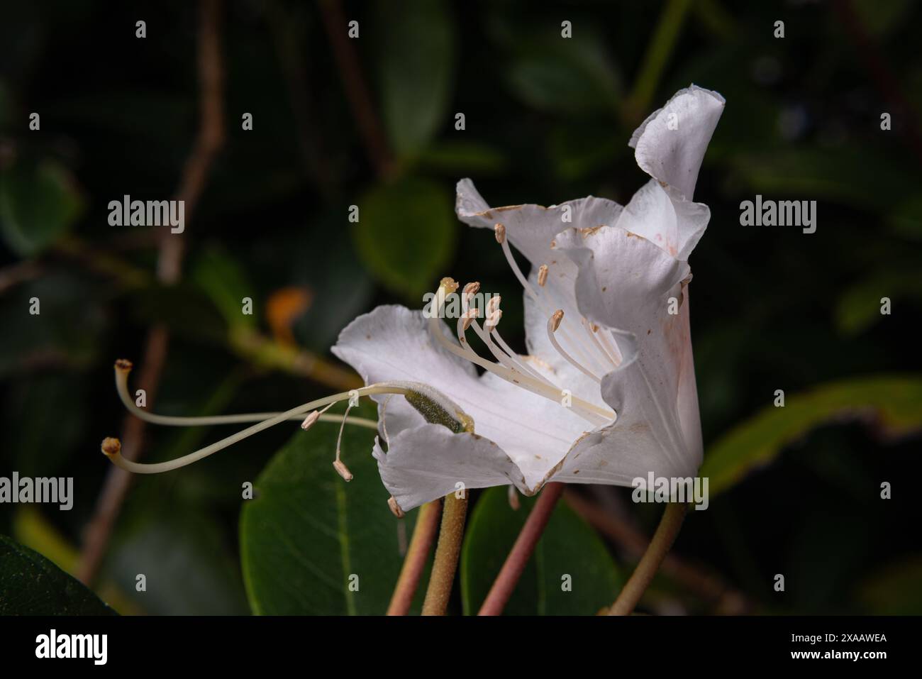 Extension leaf hi-res stock photography and images - Alamy