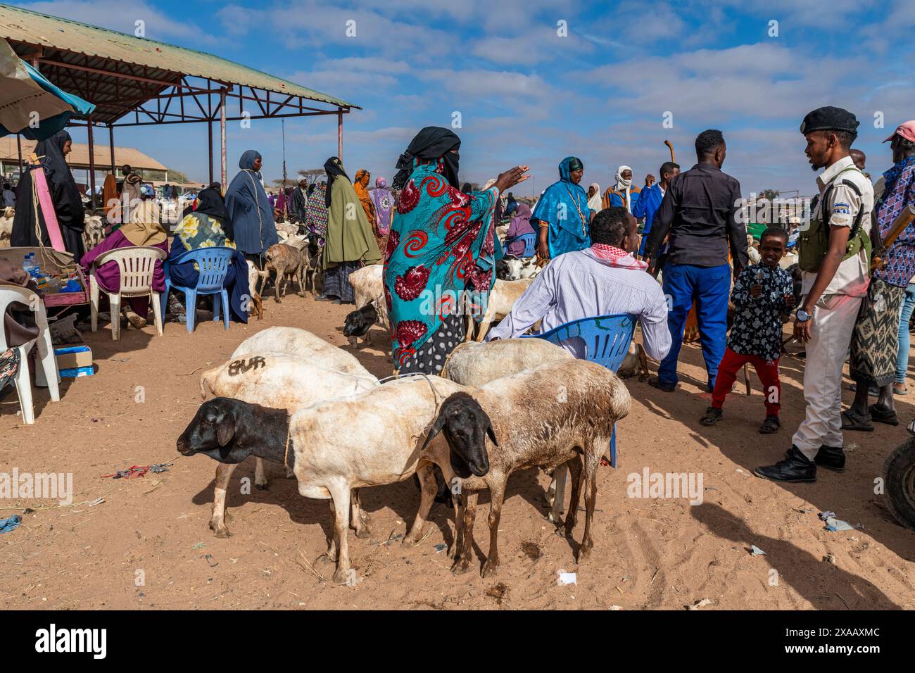 Somalia somaliland livestock goat hi-res stock photography and images ...