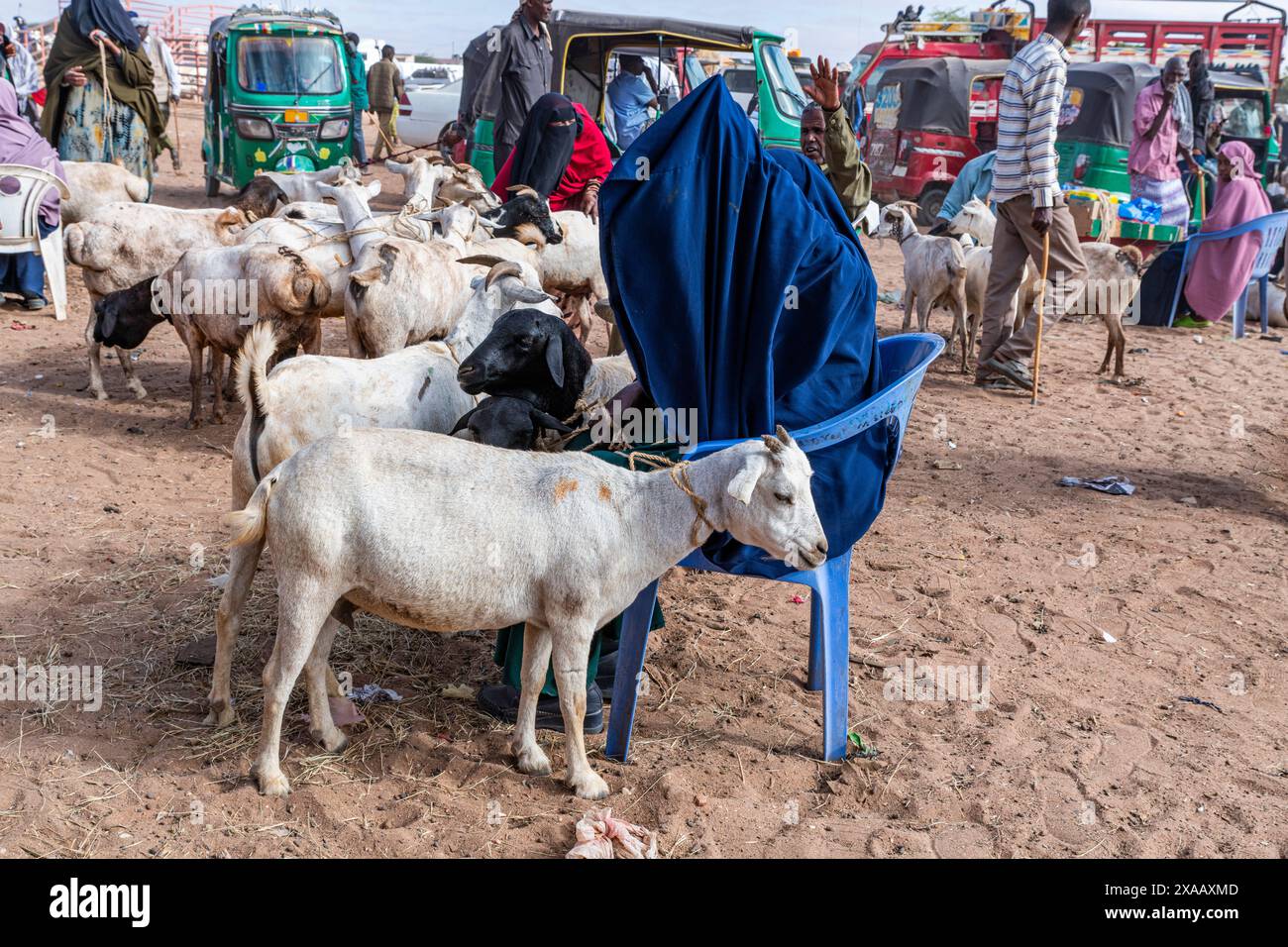Goats at Cattle market, Burao, south eastern Somaliland, Somalia ...