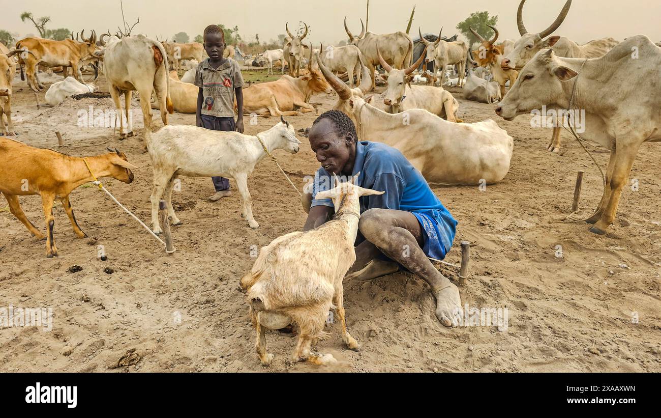 Man milking a goat, Dinka cattle camp, Bor, central region, South Sudan ...