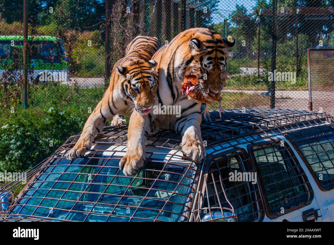 Two Siberian Tigers on top of a vehicle eating a chicken in the ...
