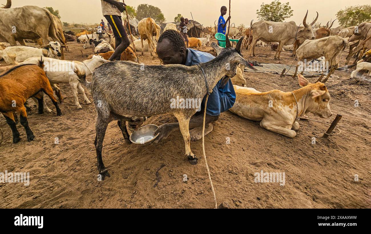 Man milking a goat, Dinka cattle camp, Bor, central region, South Sudan ...