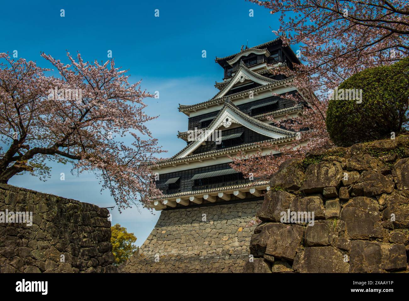 Cherry blossom in the Kumamoto Japanese Castle garden, Kumamoto, Kyushu ...