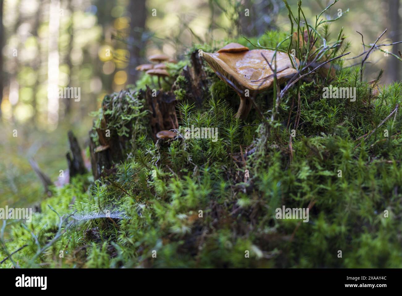 close-up side view photography of an old mouldering stub with green ...